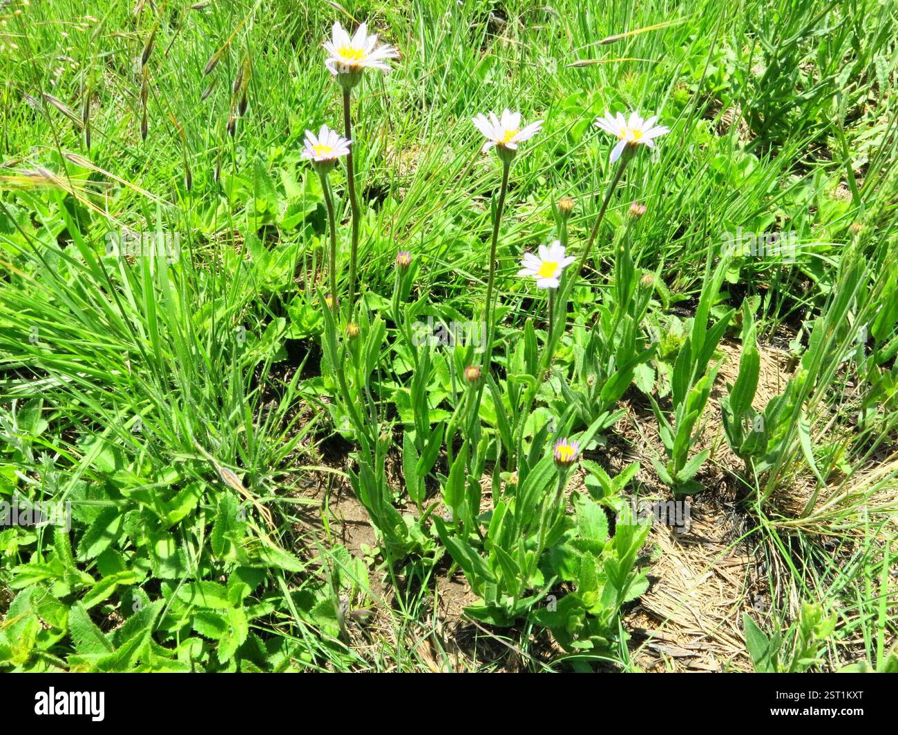 (Afroaster hispidus), Plantae, uMgungundlovu District Municipality ...