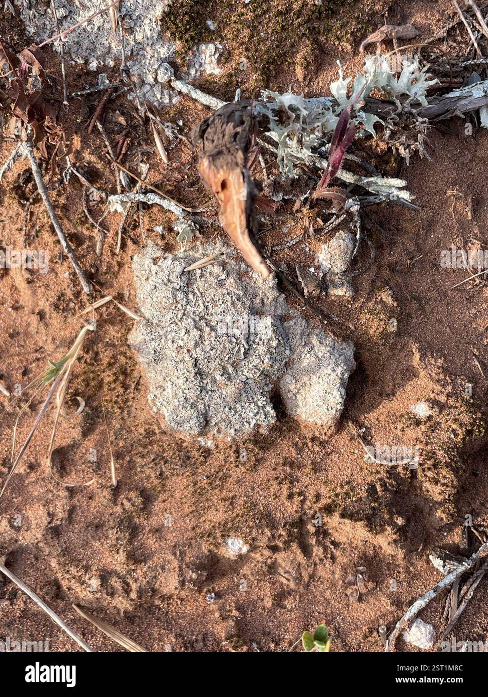 Crater Lichens (Diploschistes), Fungi, Ounagha, Marrakesh-Safi, MA ...