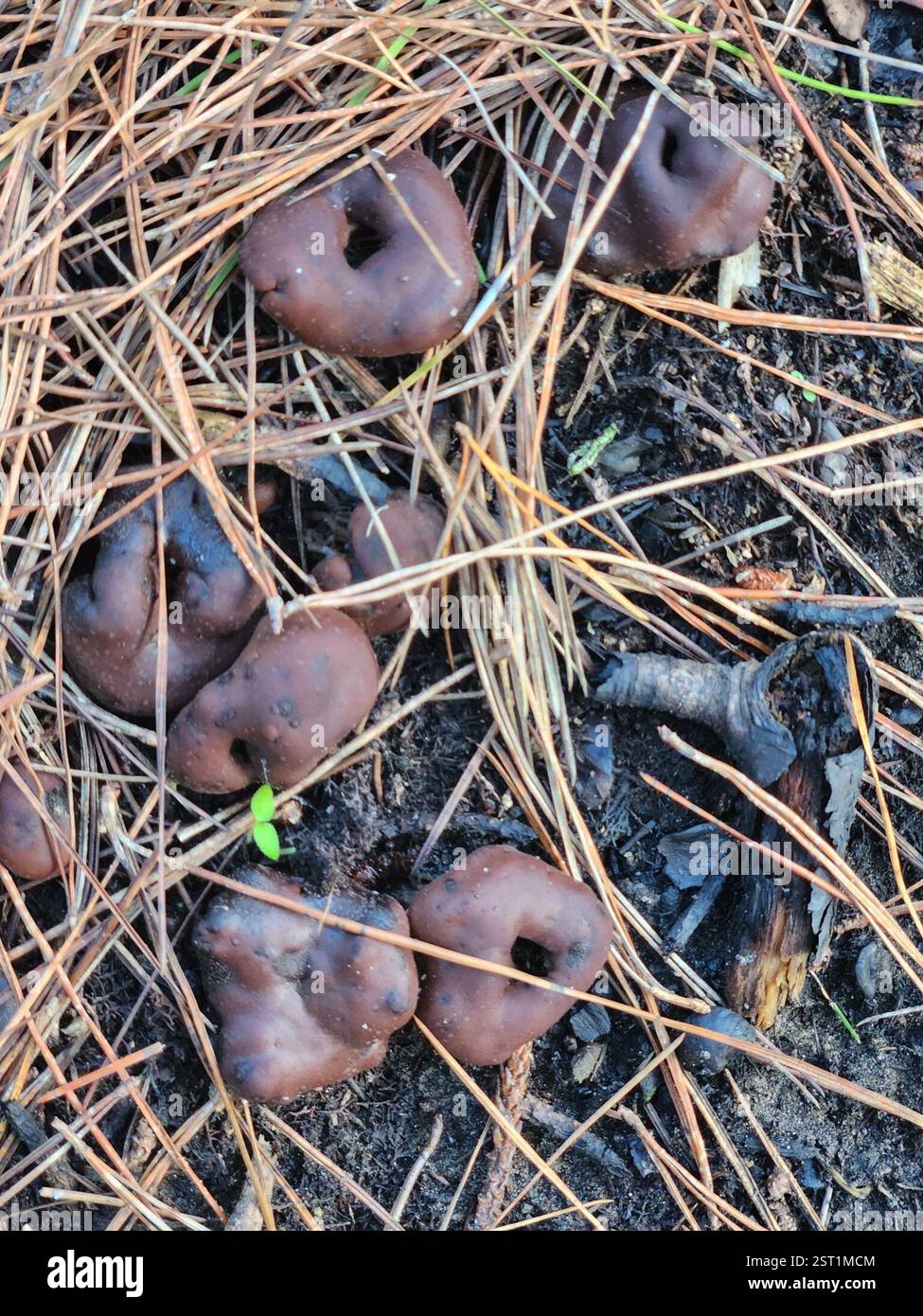 Doughnut Fungus (Rhizina undulata), Fungi, Woodend Beach Stock Photo ...