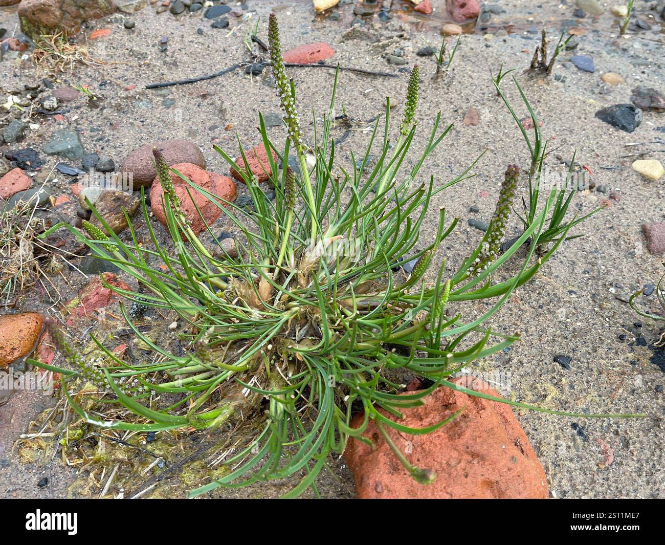 common arrowgrass (Triglochin maritima), Plantae, Hightown CP ...