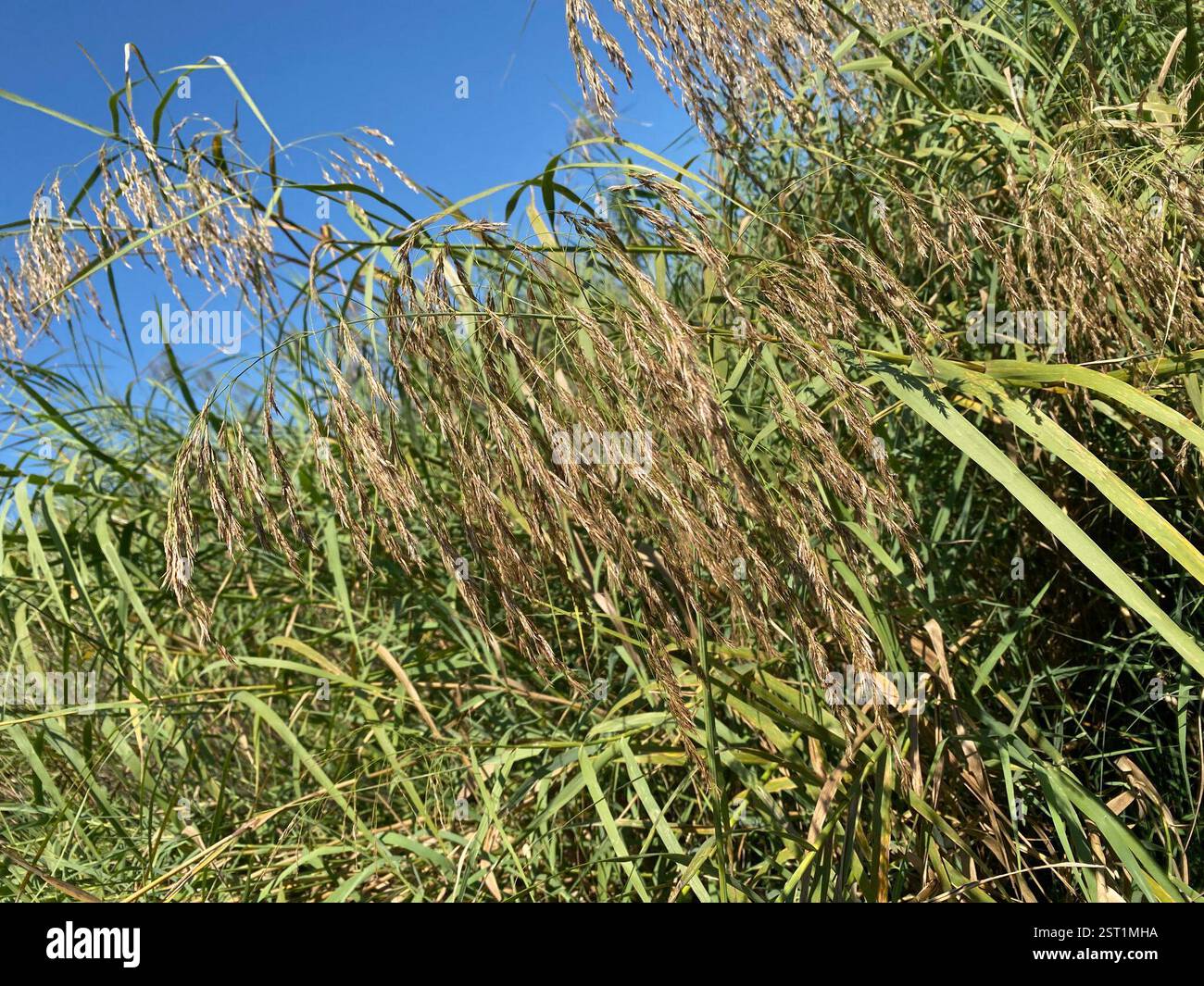 African Reed (Phragmites mauritianus), Plantae, Nylsvley Nature Reserve ...