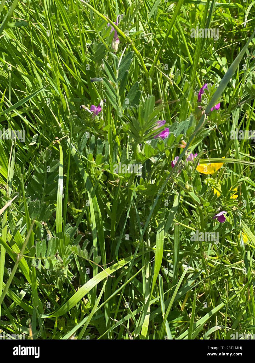 Common Vetch (Vicia sativa), Plantae, Corringham and Fobbing Ward ...