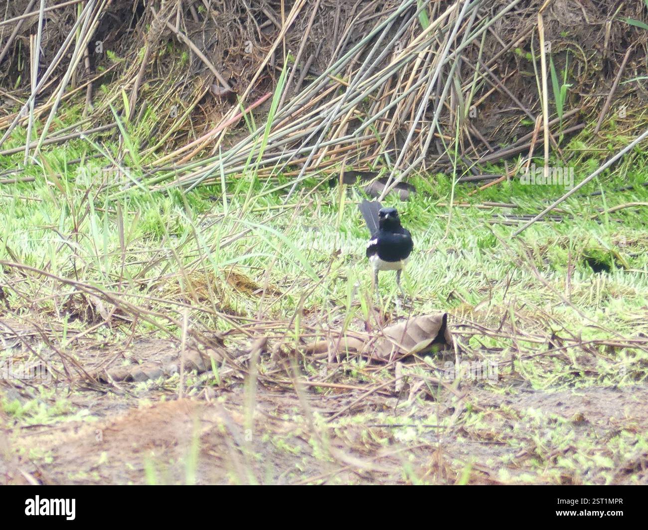 Oriental Magpie-Robin (Copsychus saularis), Aves, Putrajaya Wetland ...