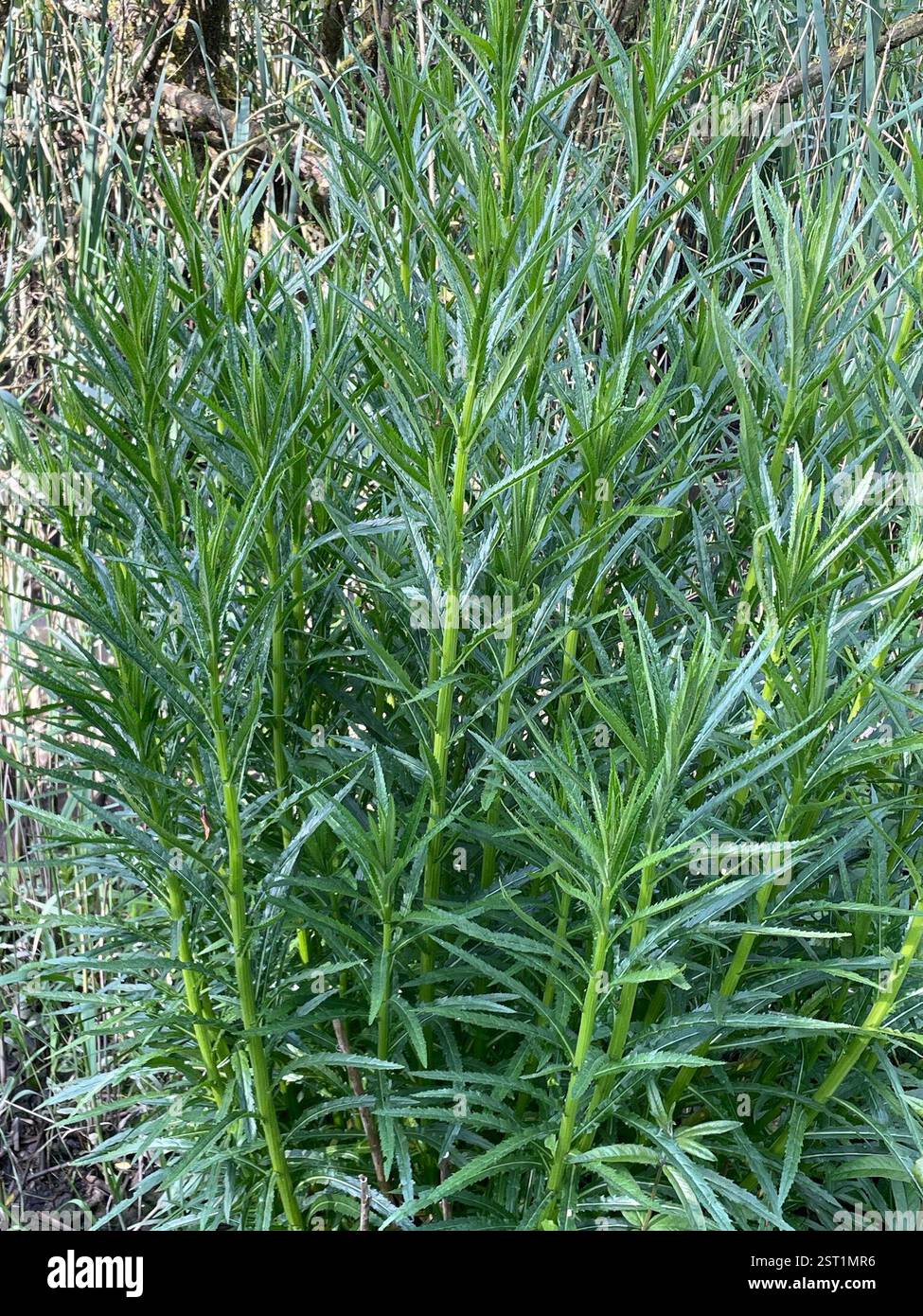 fen ragwort (Jacobaea paludosa), Plantae, Nationaal Park De Biesbosch ...