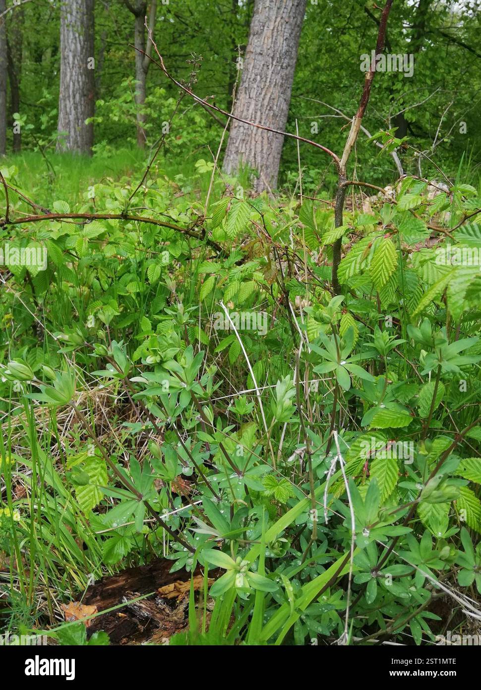 Wood Bedstraw (Galium sylvaticum), Plantae, 06463 Falkenstein, Germany ...