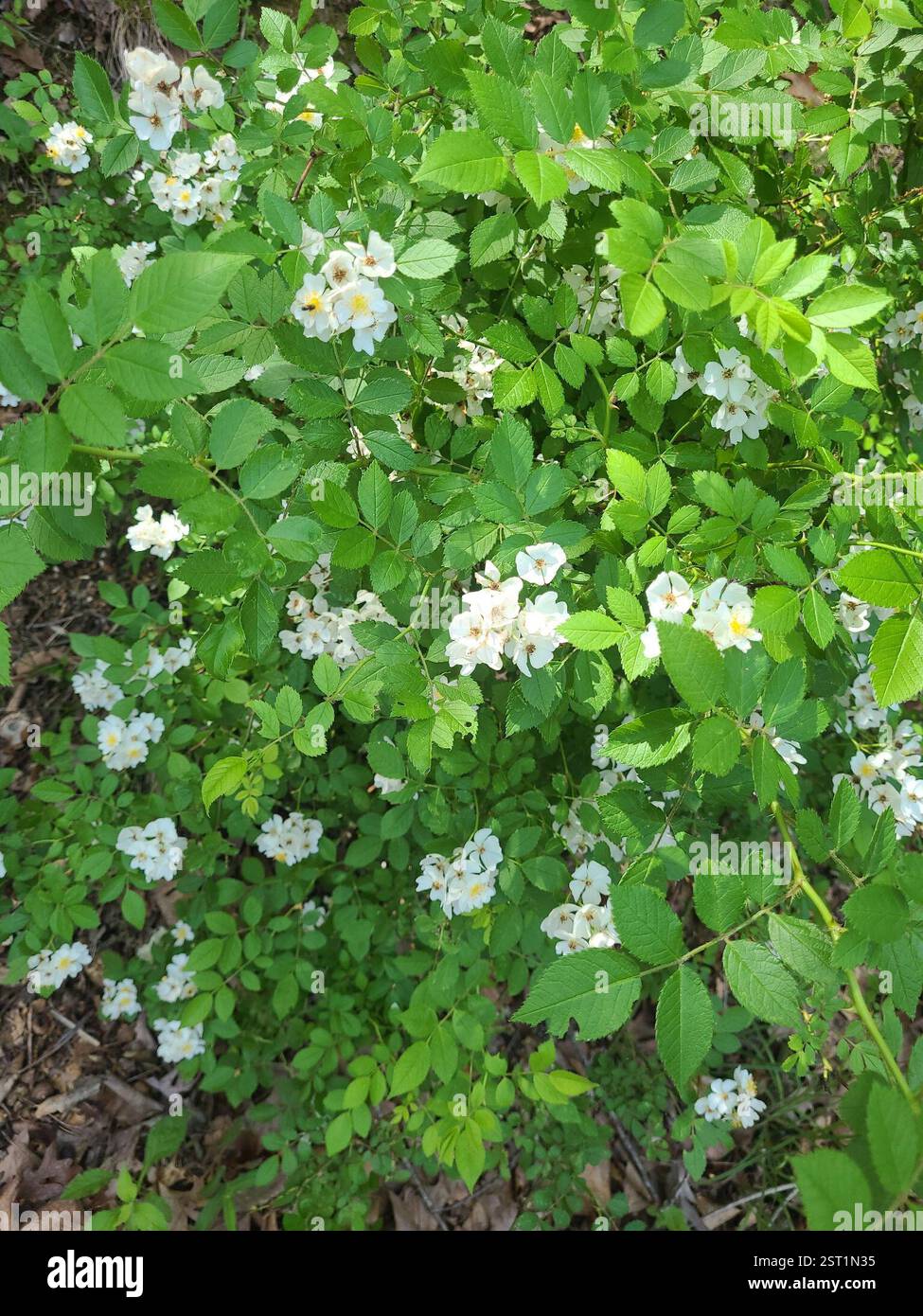 multiflora rose (Rosa multiflora), Plantae, Linn Creek Stock Photo - Alamy