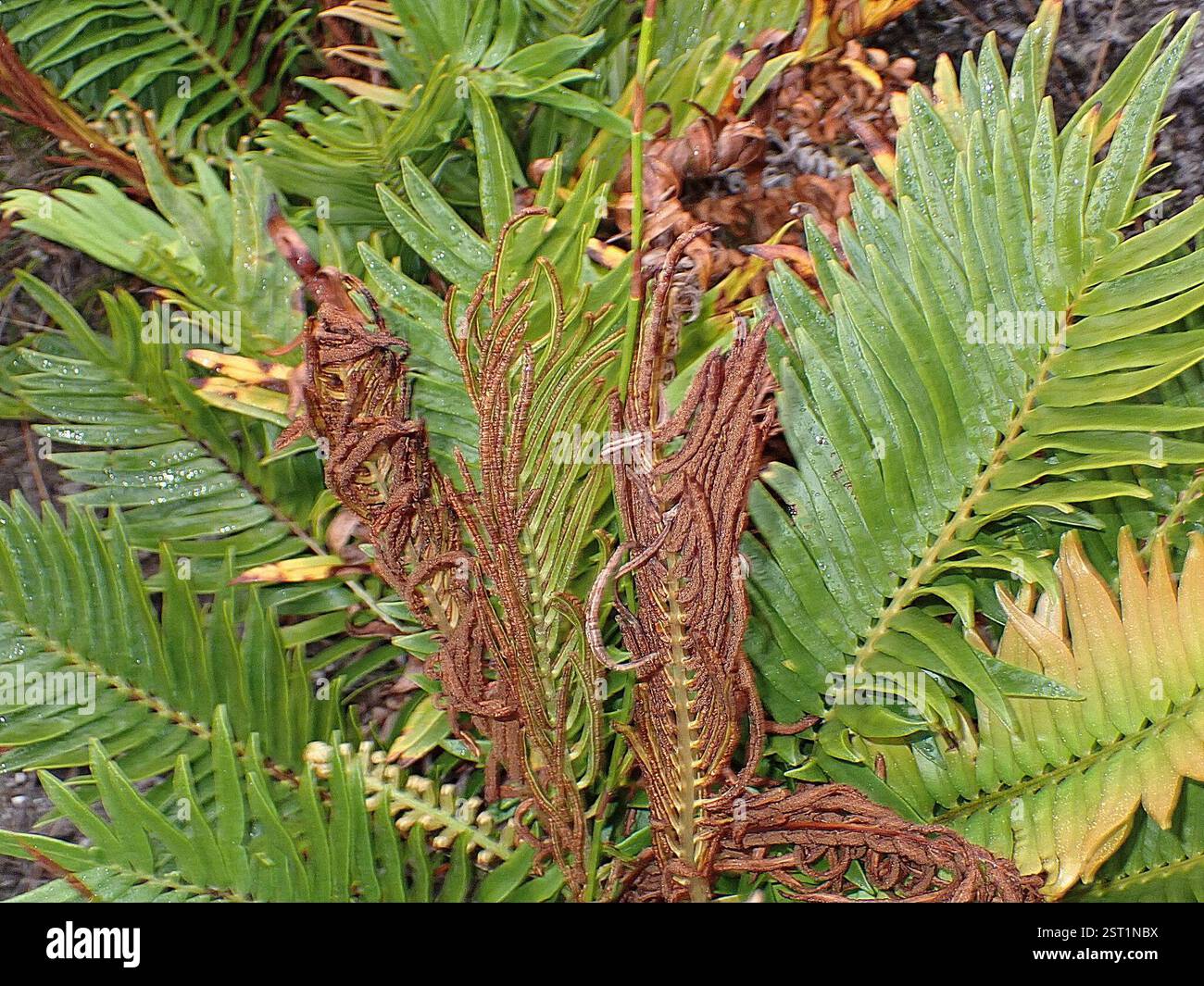 Leathery Hard Fern (Lomariocycas tabularis), Plantae, Grootvadersbosch ...