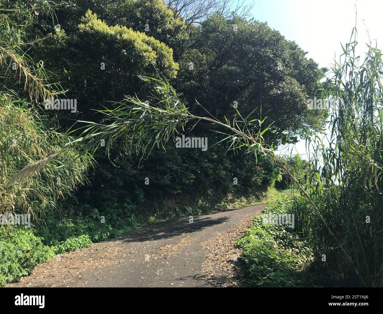 giant reed (Arundo donax), Plantae, Kamikoshikicho Nakakoshiki ...