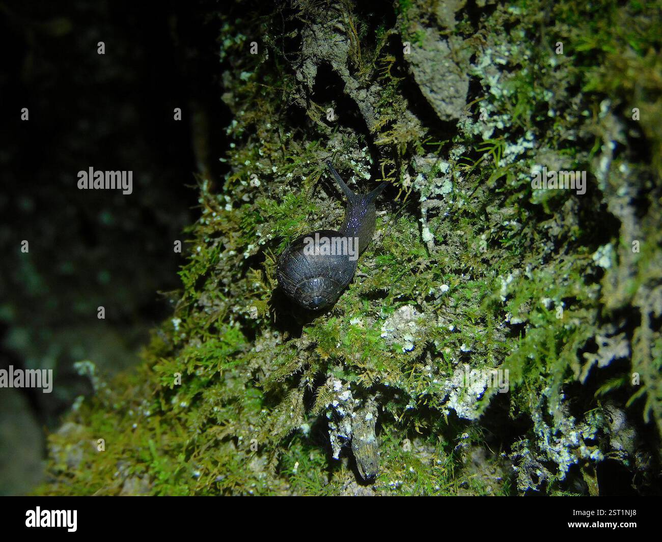 (Caryodes dufresnii), Mollusca, Truganini Track, Taroona TAS 7053 ...