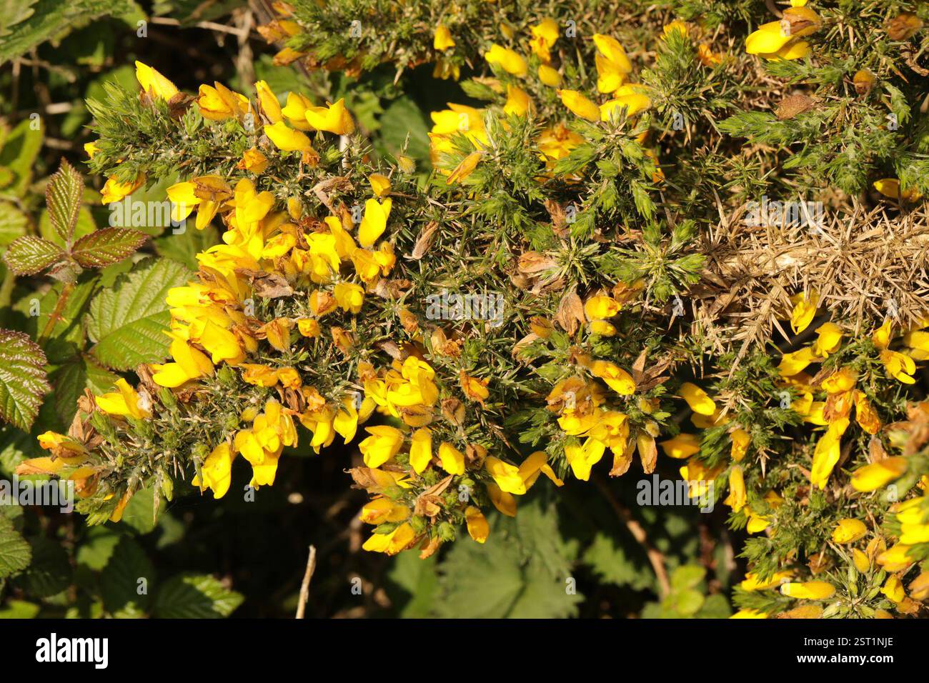 gorse (Ulex europaeus), Plantae, Penrhos Beach area, Penrhos, Holyhead ...