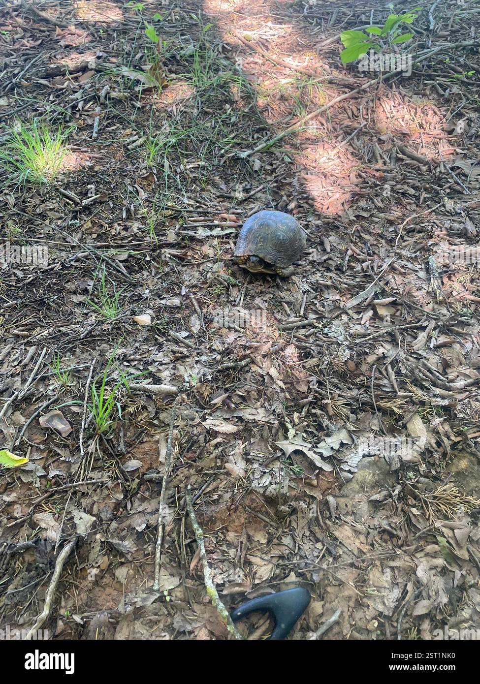 Three-toed Box Turtle (Terrapene triunguis), Reptilia, Arkansas, US ...