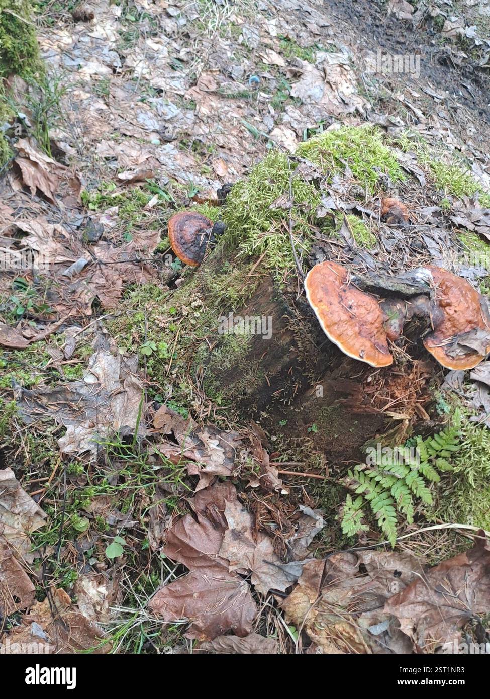 shelf fungi (Polyporales), Fungi, Stropi, Naujenes pagasti, Латвия ...