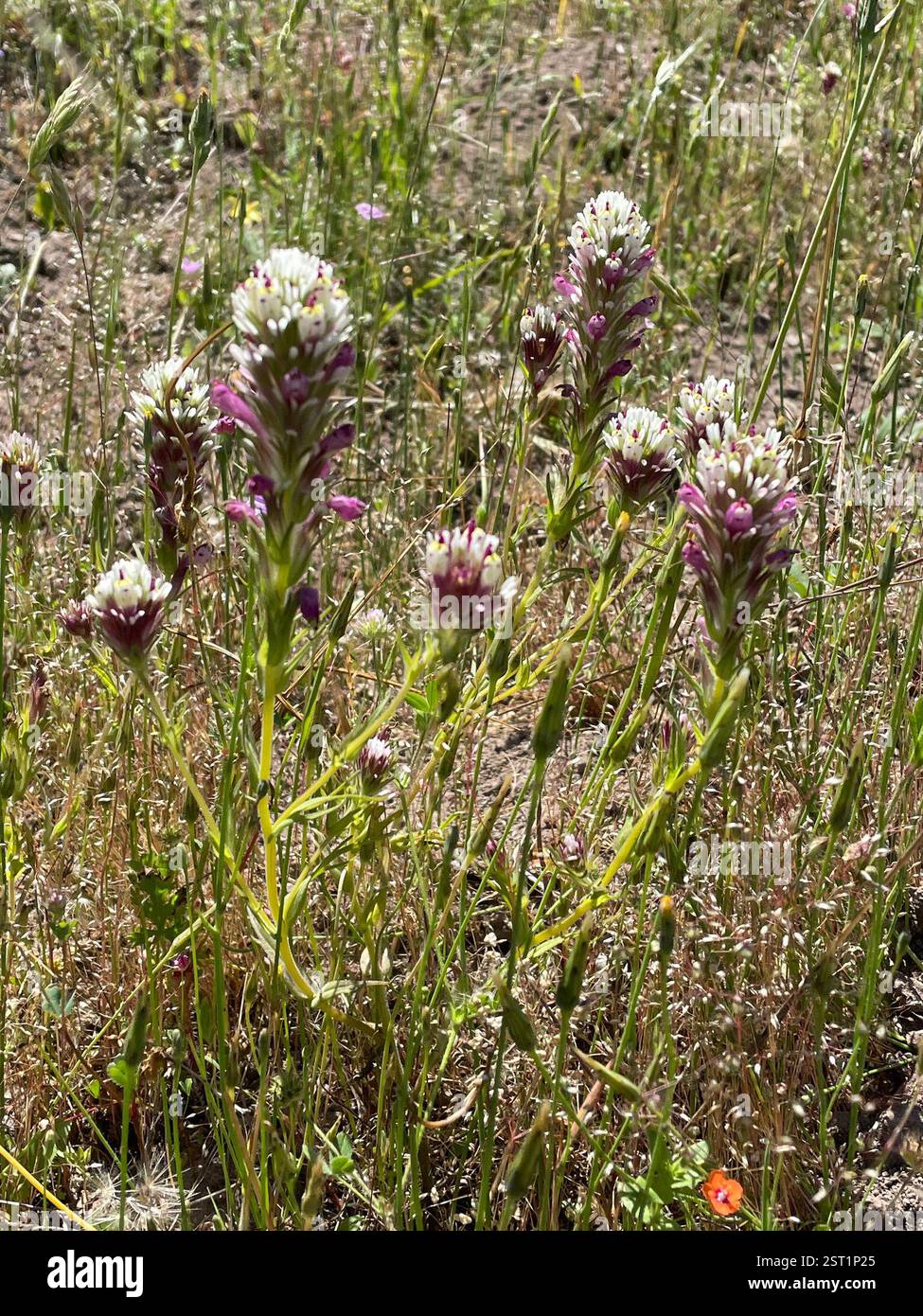 Denseflower Indian Paintbrush (Castilleja densiflora), Plantae, Fort ...