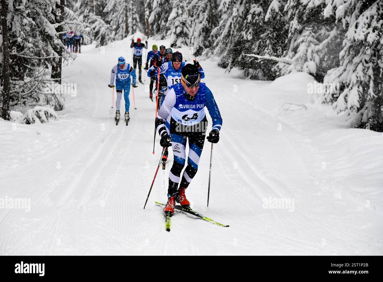 Alutaguse, Estonia. 16th Feb, 2025. Skiers compete during the 40km ...