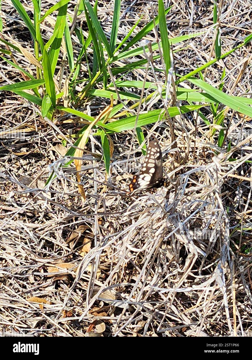Dainty Swallowtail (Papilio anactus), Insecta, Tewantin National Park ...