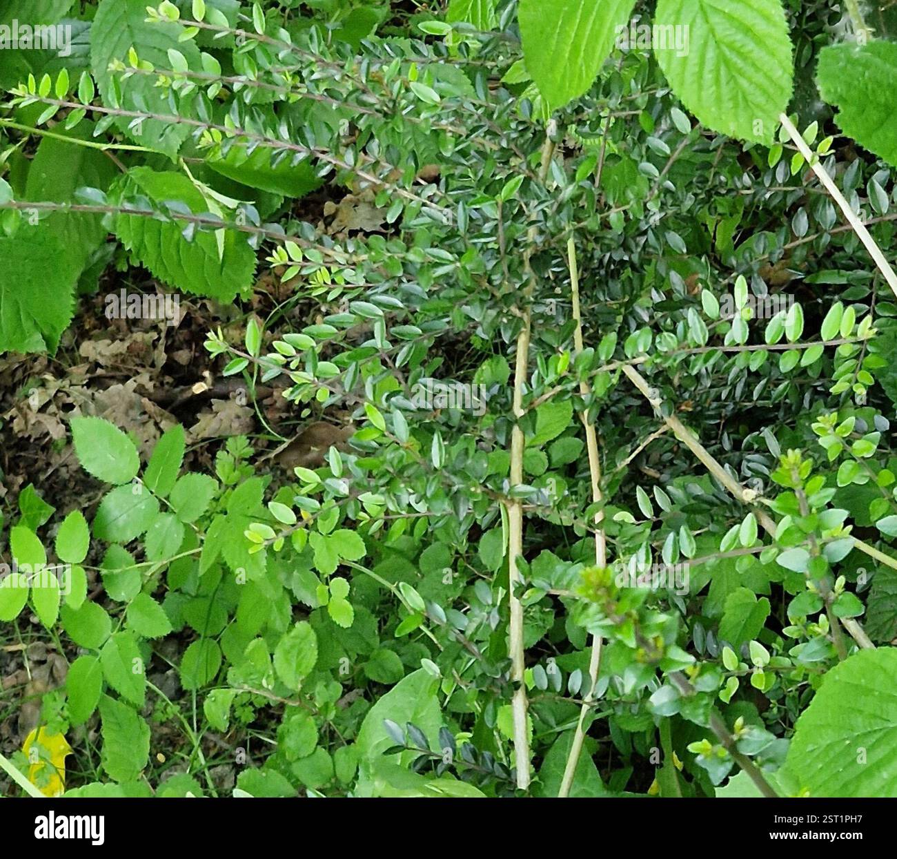 Boxleaf Honeysuckle (Lonicera ligustrina), Plantae, South Yorkshire ...