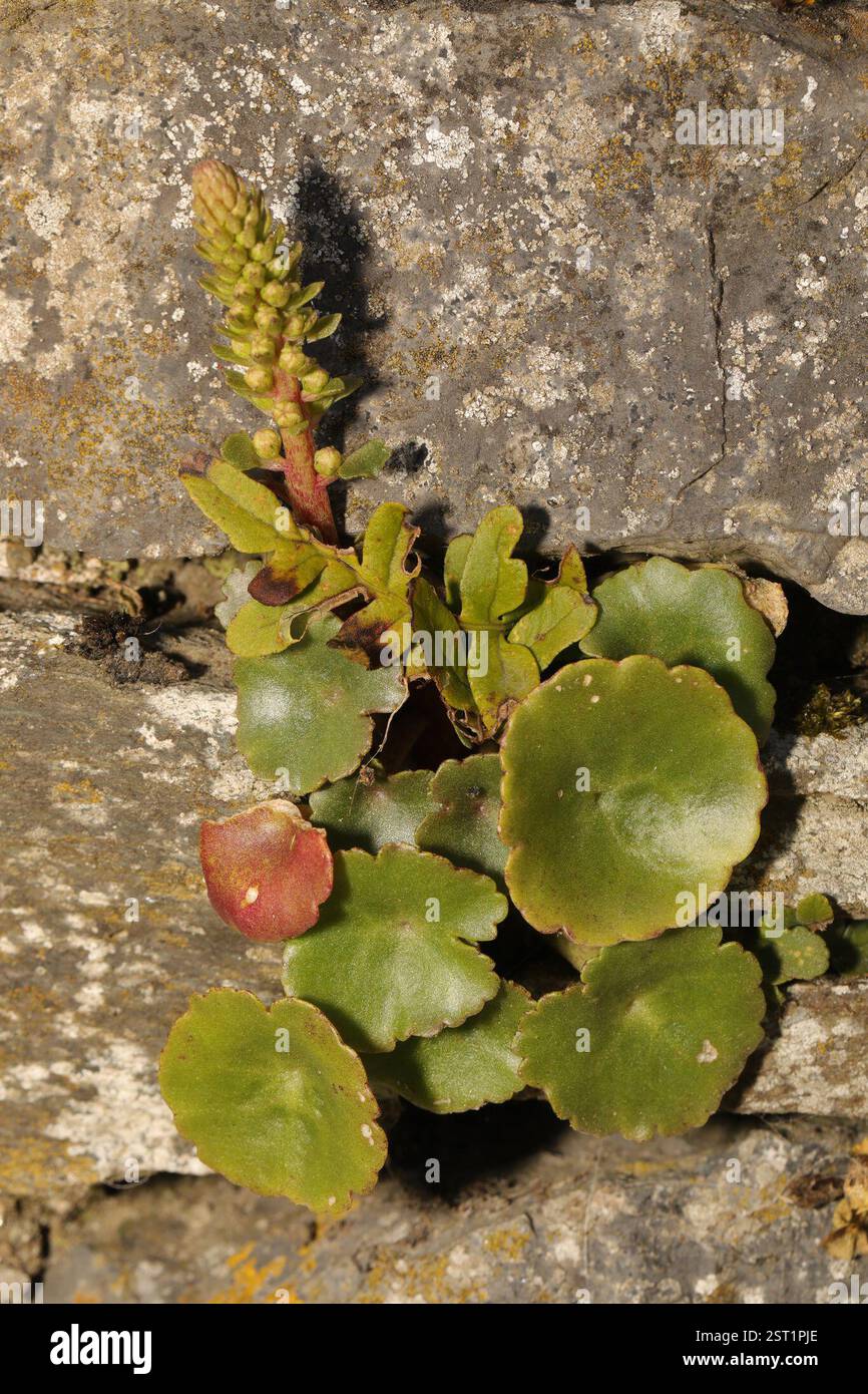 Wall Pennywort (Umbilicus rupestris), Plantae, Penrhos Beach area ...