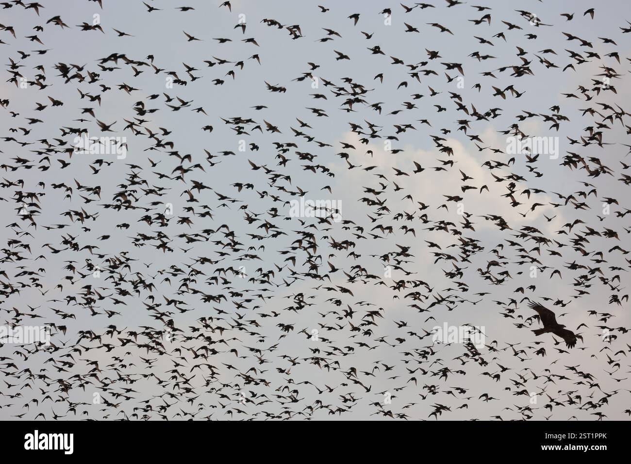 Beer Sheva, Israeli city of Beer Sheva. 16th Feb, 2025. Starlings are ...