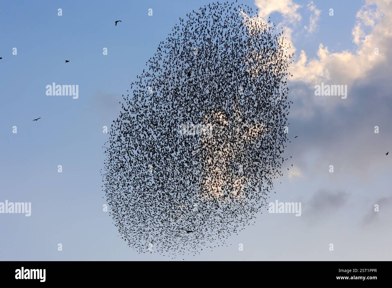 Beer Sheva, Israeli city of Beer Sheva. 16th Feb, 2025. Starlings are ...
