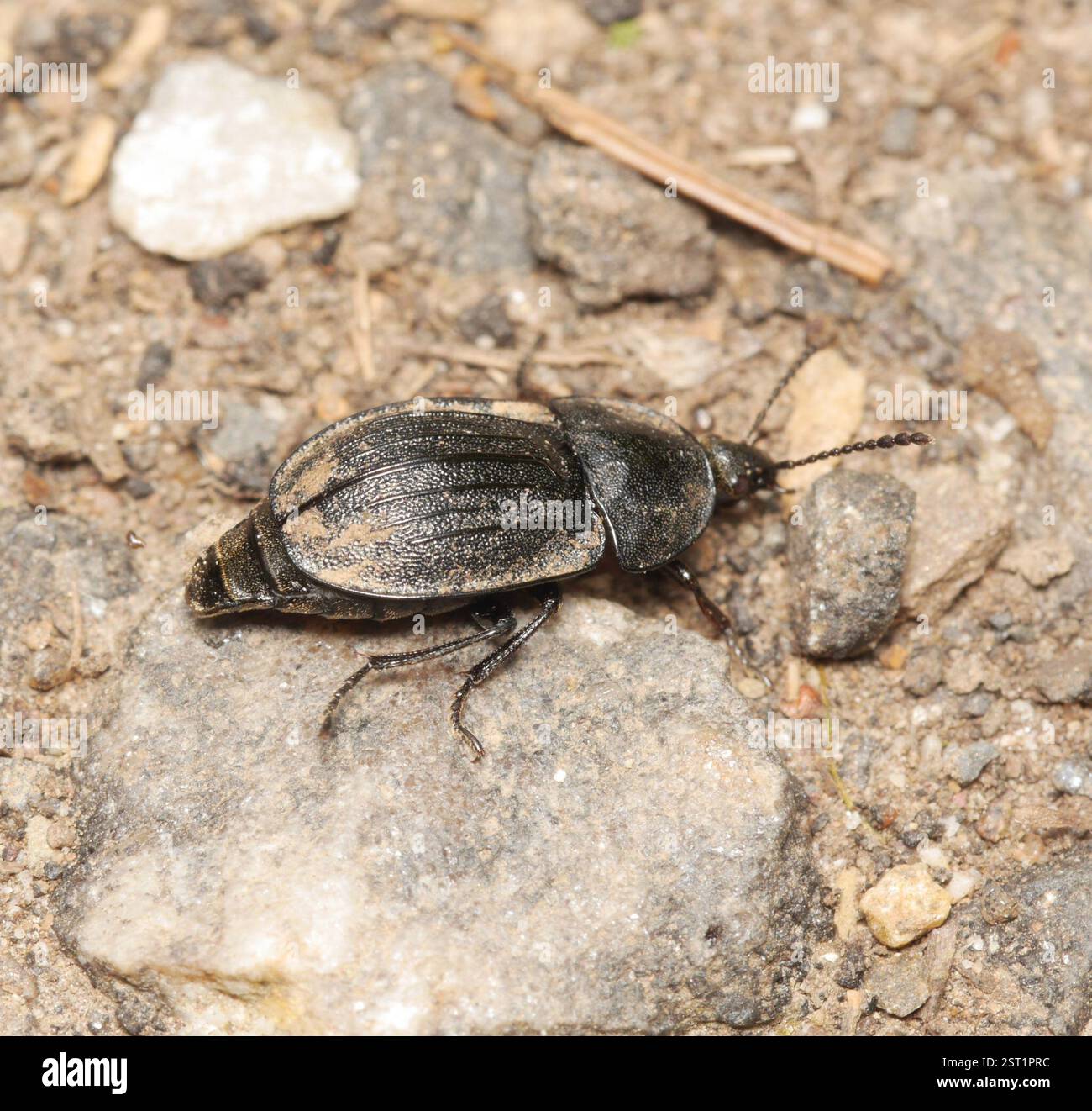Black snail beetle (Phosphuga atrata), Insecta, 56332 Brodenbach ...