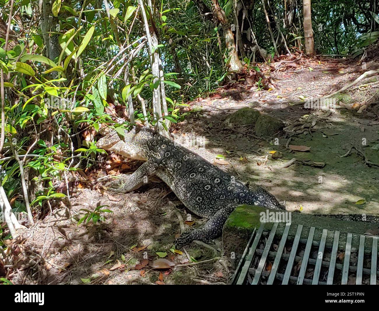 Southeast Asian Water Monitor (Varanus salvator macromaculatus ...