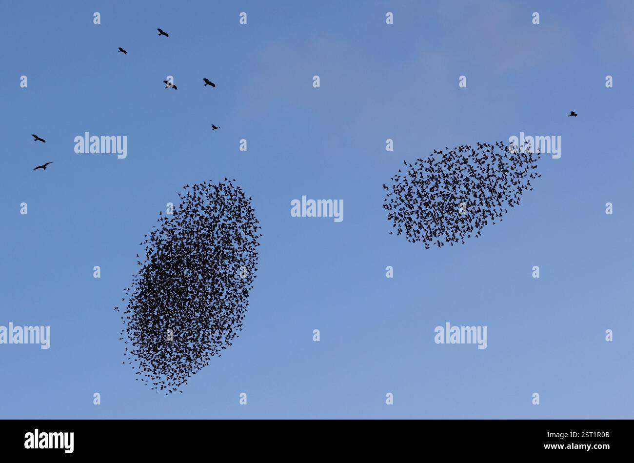 Beer Sheva, Israeli city of Beer Sheva. 16th Feb, 2025. Starlings are ...