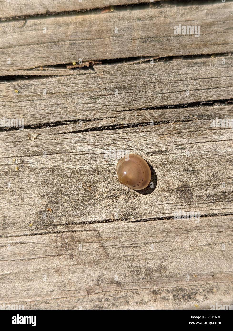 Swamp Fingernailclam (Musculium partumeium), Mollusca, Chatham, NJ ...