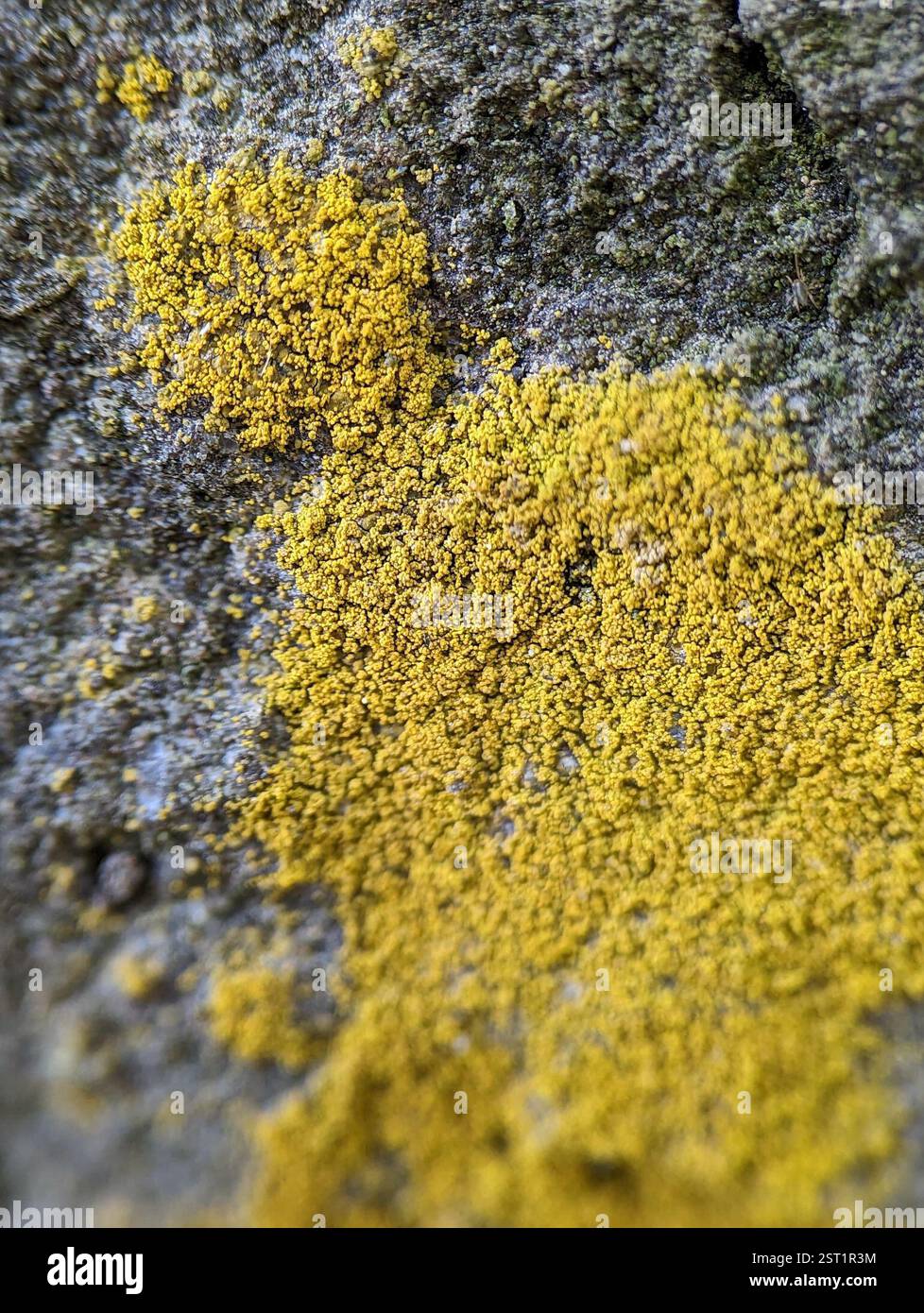 (Flavoplaca), Fungi, Beebe Hall, Ithaca, NY 14850, USA Stock Photo - Alamy