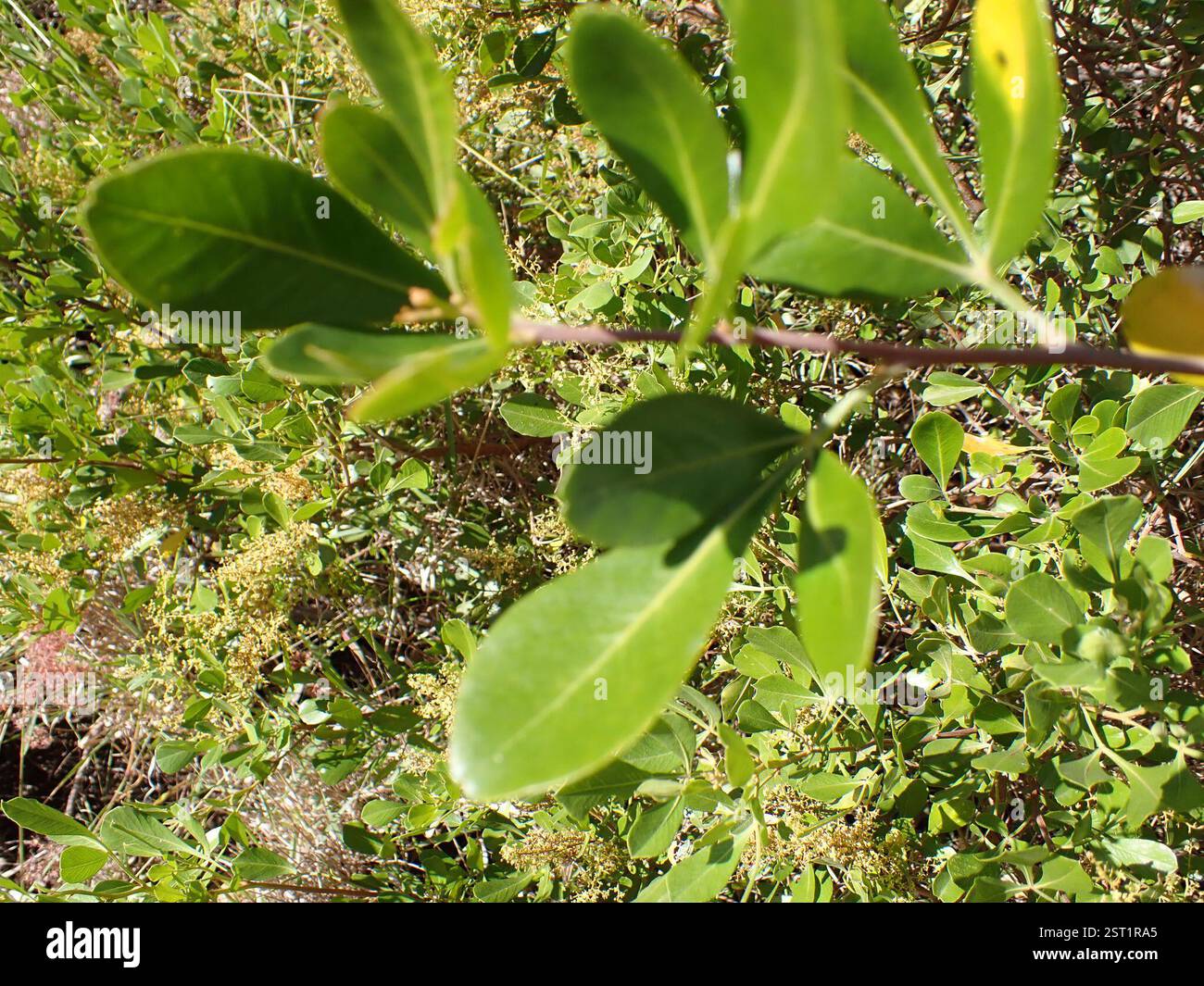Glossy Currantrhus (Searsia lucida), Plantae, Robinson Pass, Garden ...