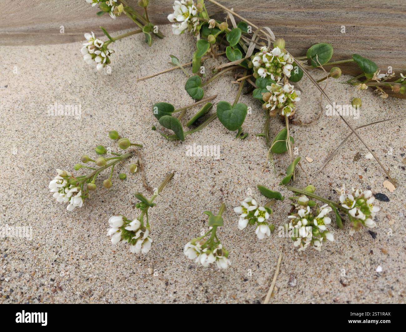 Scurvy grass (Cochlearia officinalis), Plantae, Danmark Stock Photo - Alamy