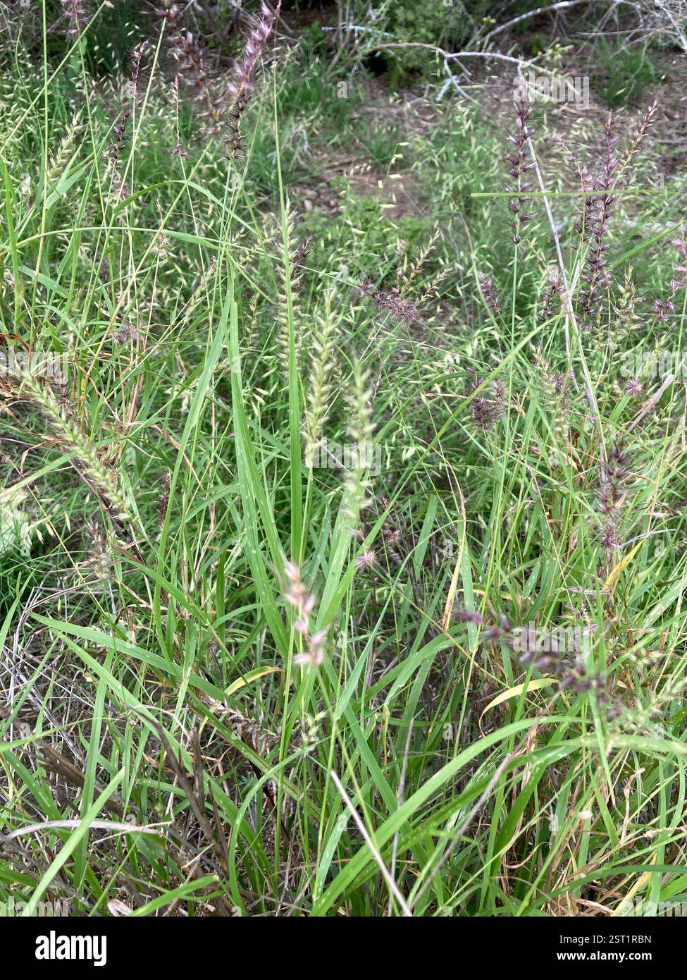 buffelgrass (Cenchrus ciliaris), Plantae, Texas, US Stock Photo - Alamy