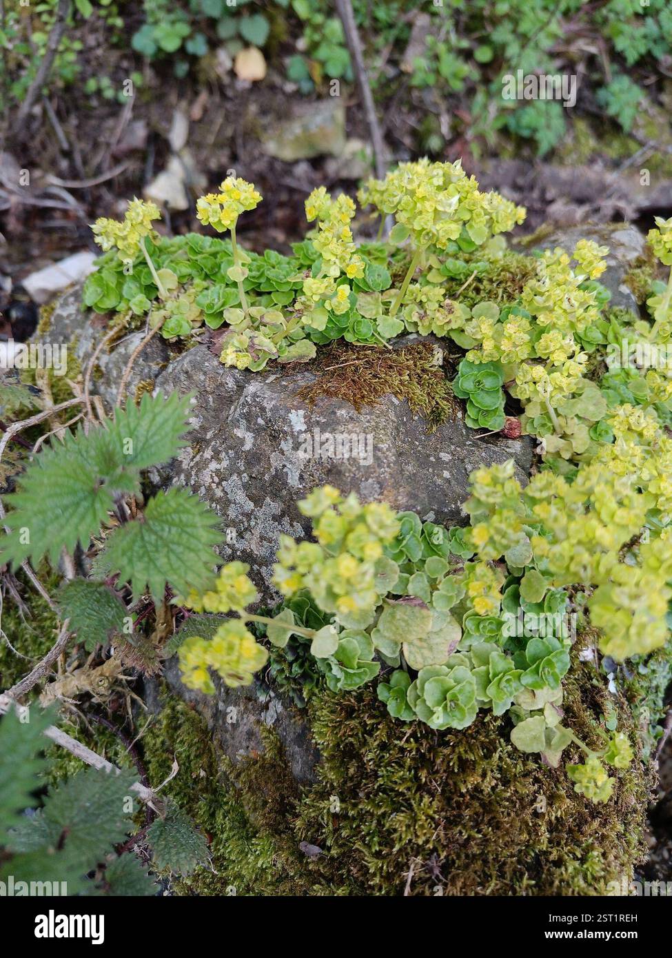 Opposite-leaved Golden-saxifrage (Chrysosplenium oppositifolium ...