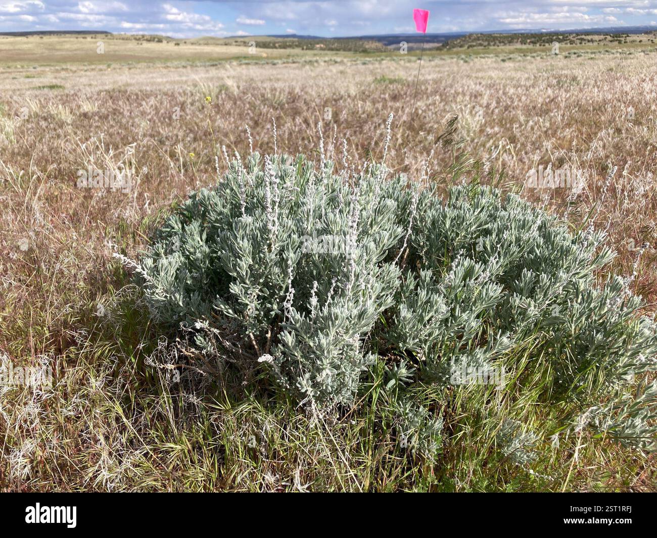 Winterfat (Krascheninnikovia lanata), Plantae, M 8/10 Rd, Mack, CO, US ...