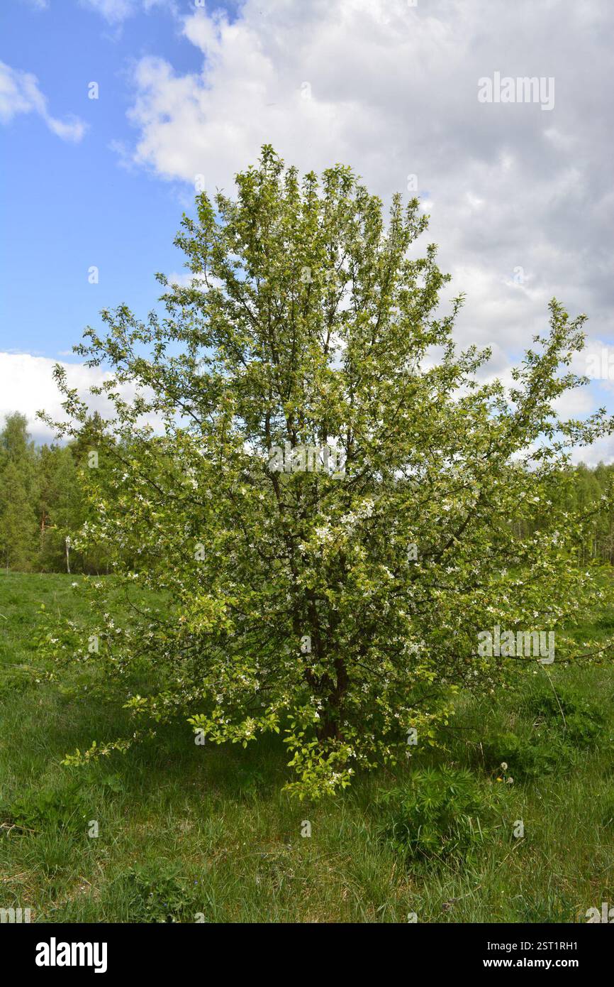 Pear-leaf Crabapple (Malus prunifolia), Plantae, Селивановский р-н ...