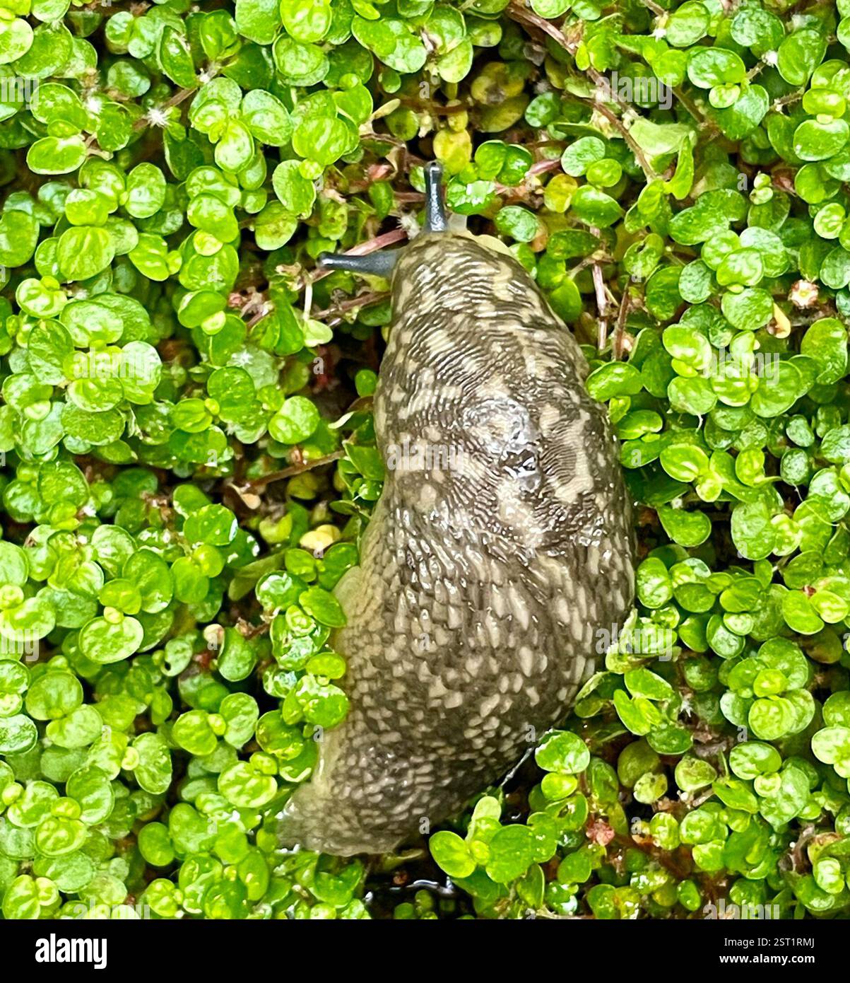 Yellow Cellar Slug (Limacus flavus), Mollusca, Country Park Rd, Salinas ...