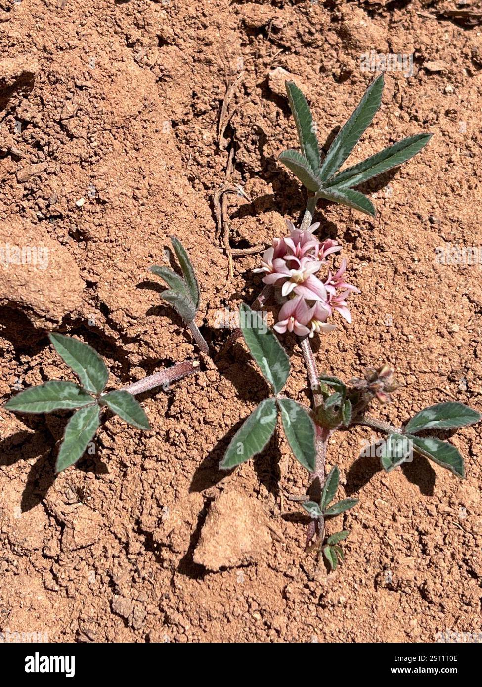 hollyleaf clover (Trifolium gymnocarpon), Plantae, San Juan County, US ...