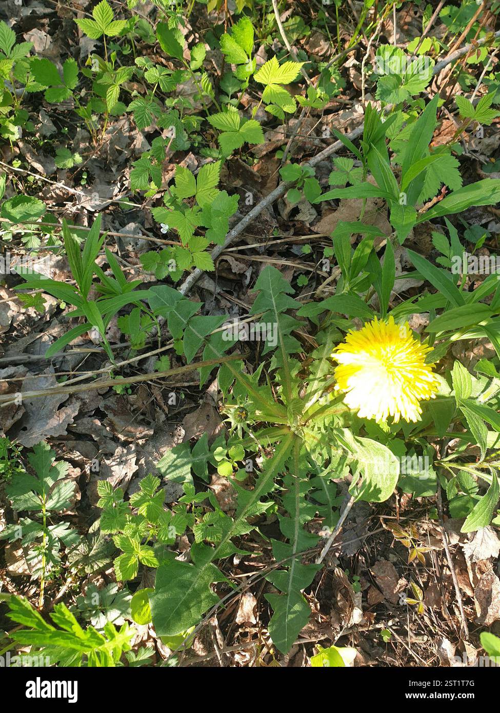 dandelions (Taraxacum), Plantae, Le Vieux-Longueuil, Longueuil, QC ...