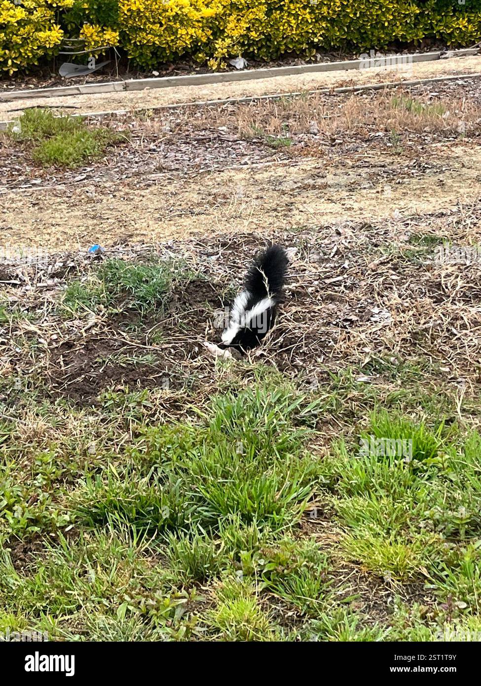 Striped Skunk (Mephitis mephitis), Mammalia, McCarthy Ranch, Milpitas ...