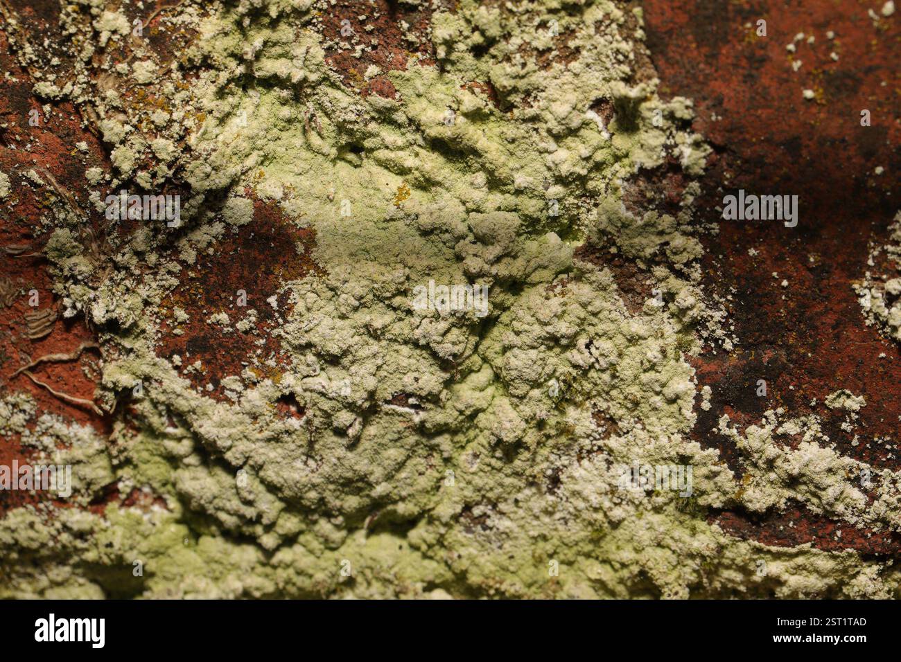 Dust Lichens (Lepraria), Fungi, Norton Priory, Tudor Road, Runcorn ...