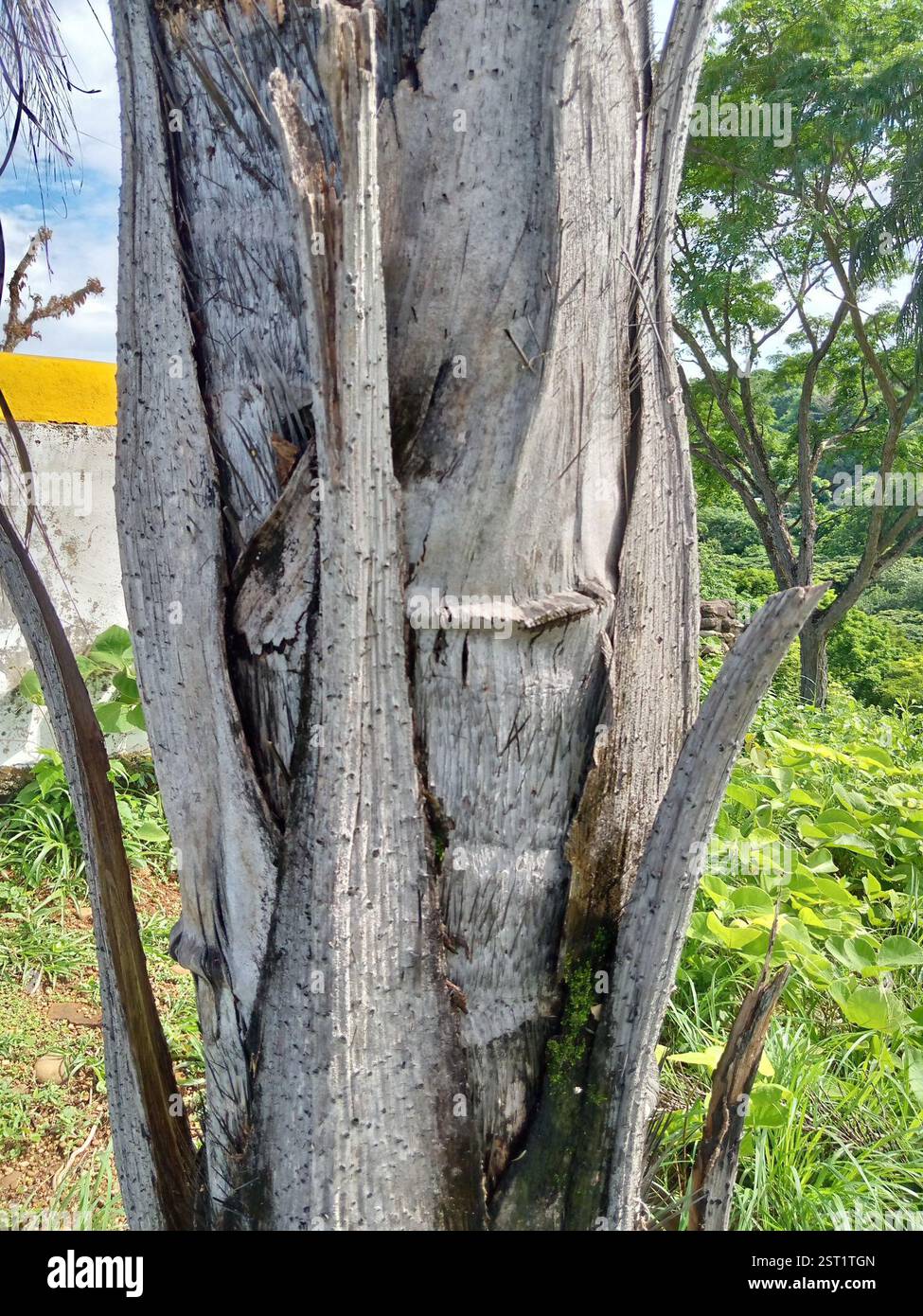 Sistema radicular de hi-res stock photography and images - Alamy