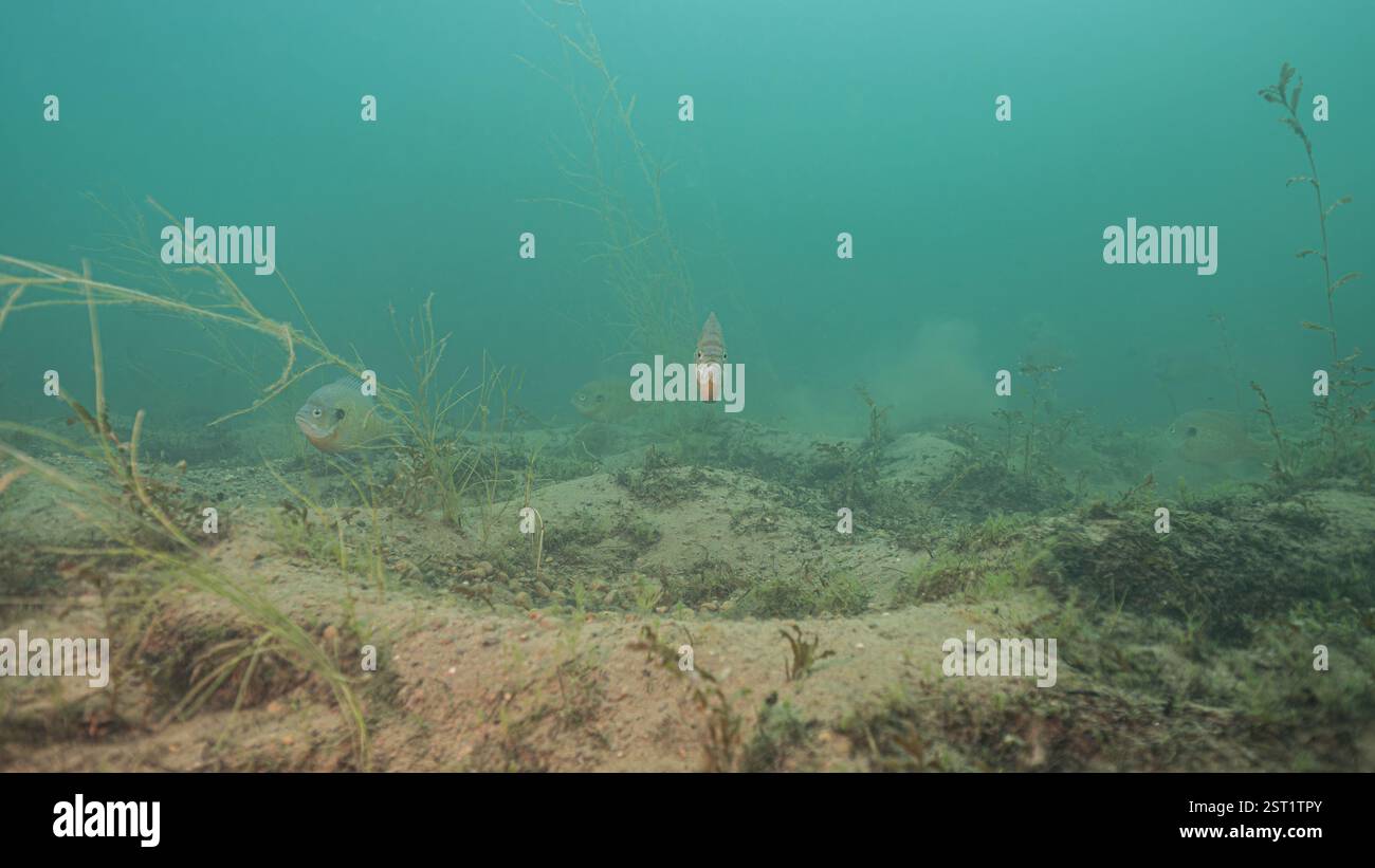 Freshwater Bluegill Lepomis macrochirus Hovering over spawning beds ...