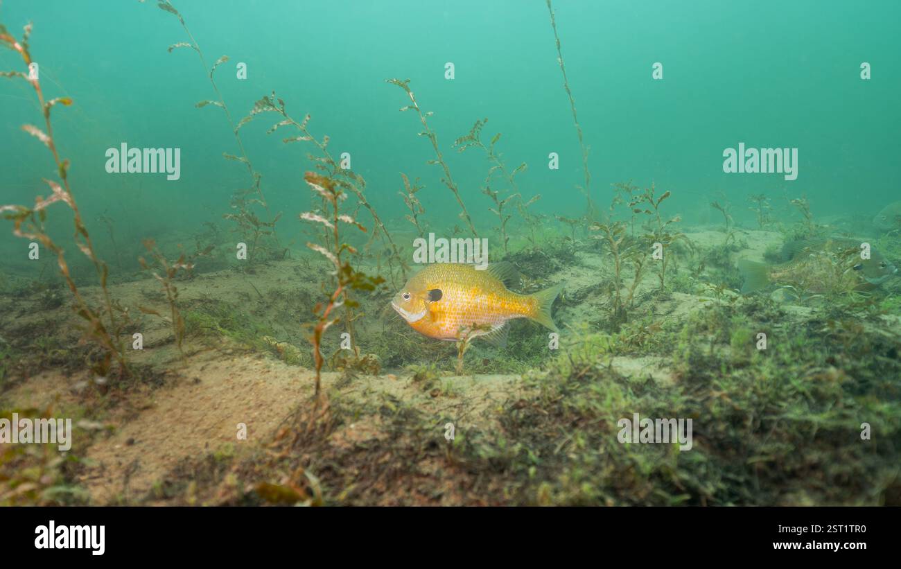 Bluegill Lepomis macrochirus Swimming over Spawning Beds Stock Photo ...