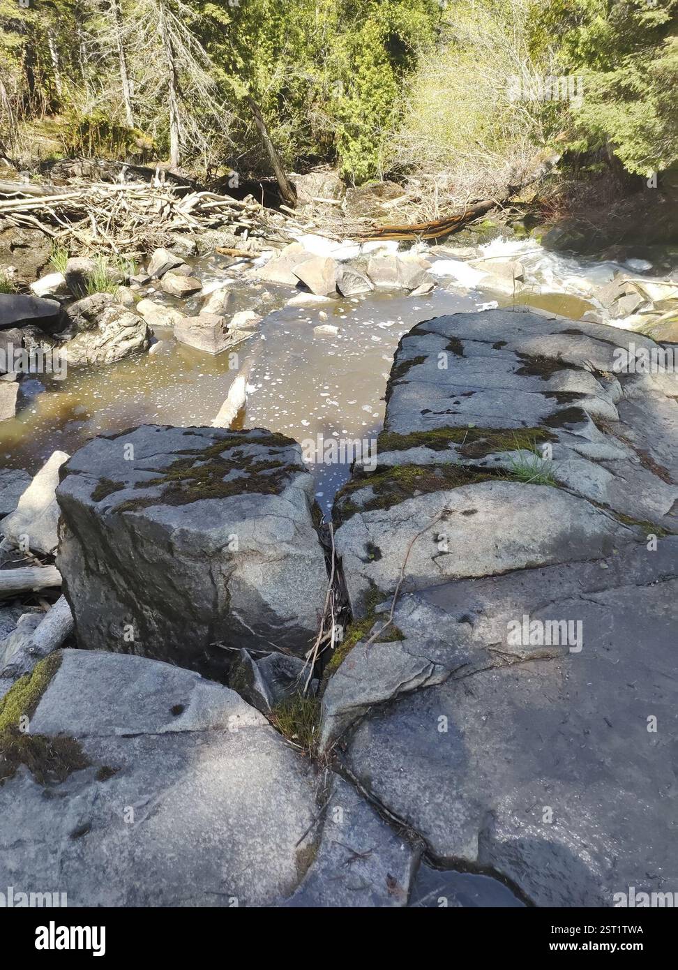 (Eleocharis palustris), Plantae, Saint-Simon-de-Rimouski, QC G0L 4C0, Canada Stock Photo - Alamy