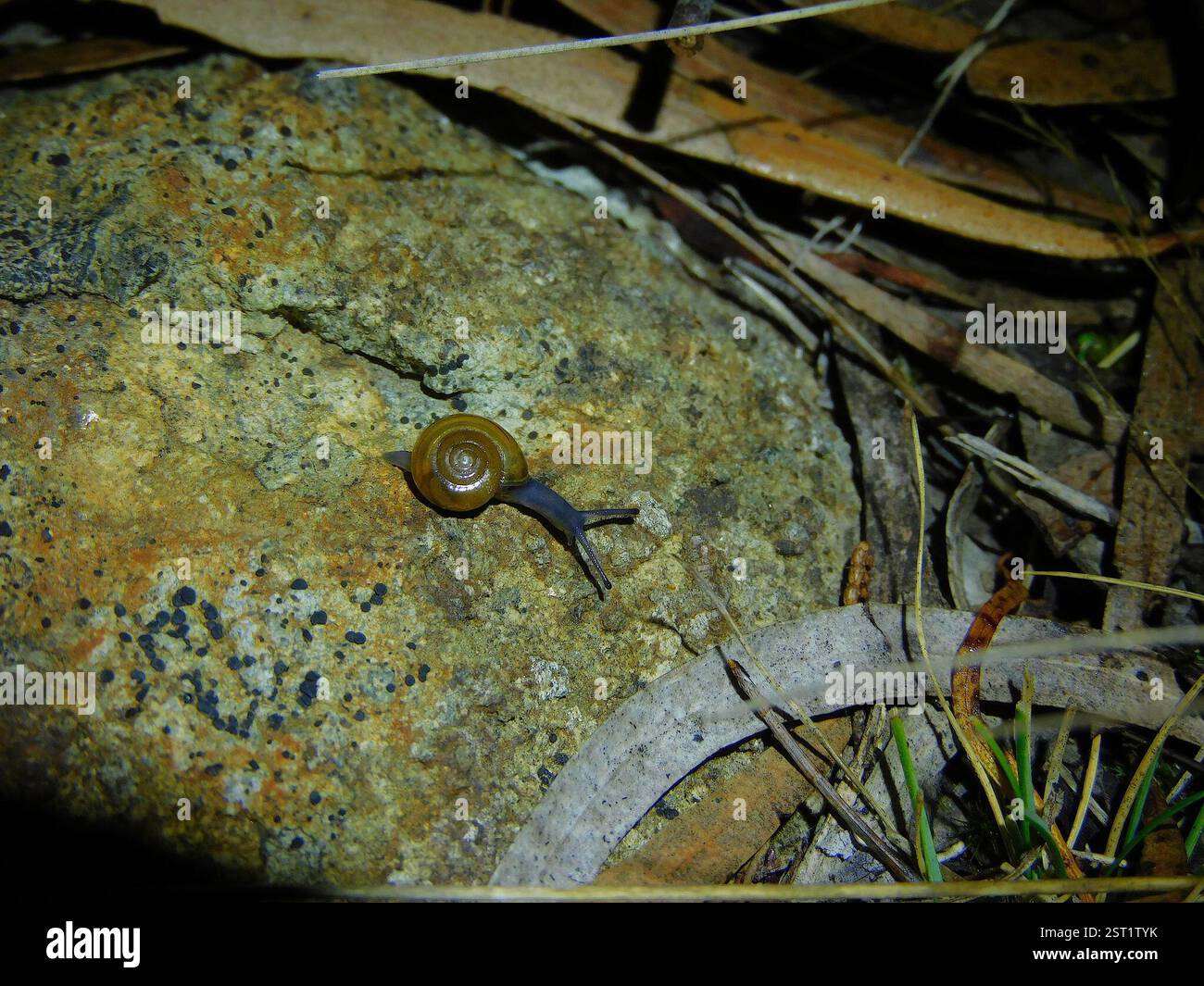 Garlic Snail (Oxychilus alliarius), Mollusca, Hobart TAS, Australia ...