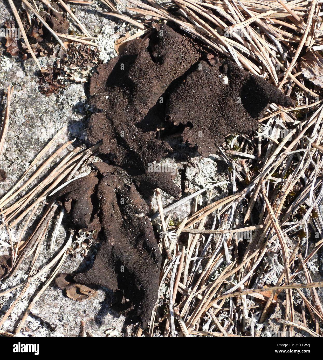 peppered rock tripe (Umbilicaria deusta), Fungi, Loimaa, Suomi Stock ...
