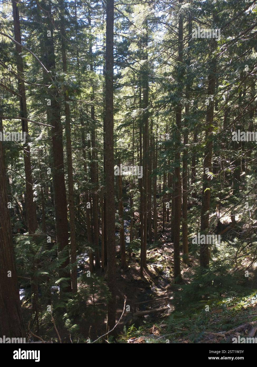 western hemlock (Tsuga heterophylla), Plantae, MT HOOD PRKDL, OR 97041 ...