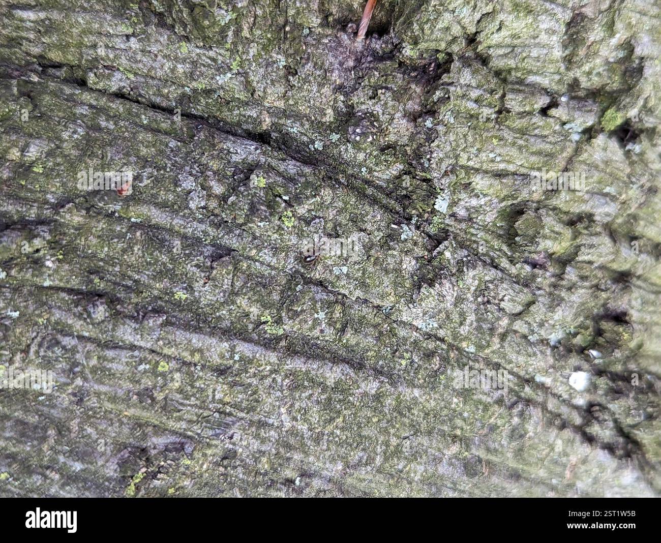 Hairy Spider Weevil (Barypeithes pellucidus), Insecta, Ithaca, NY 14853 ...