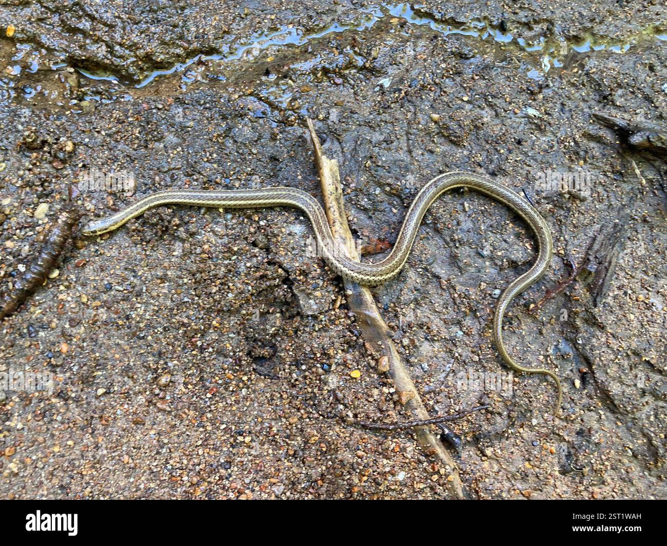 Northwestern Garter Snake (Thamnophis ordinoides), Reptilia, Fall Creek ...