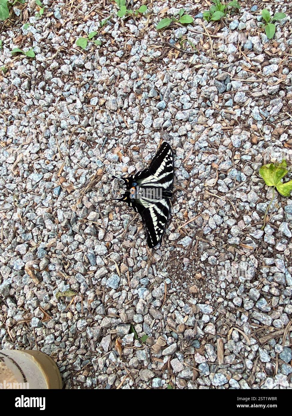 Pale Swallowtail (Papilio eurymedon), Insecta, Pacific Spirit Regional ...
