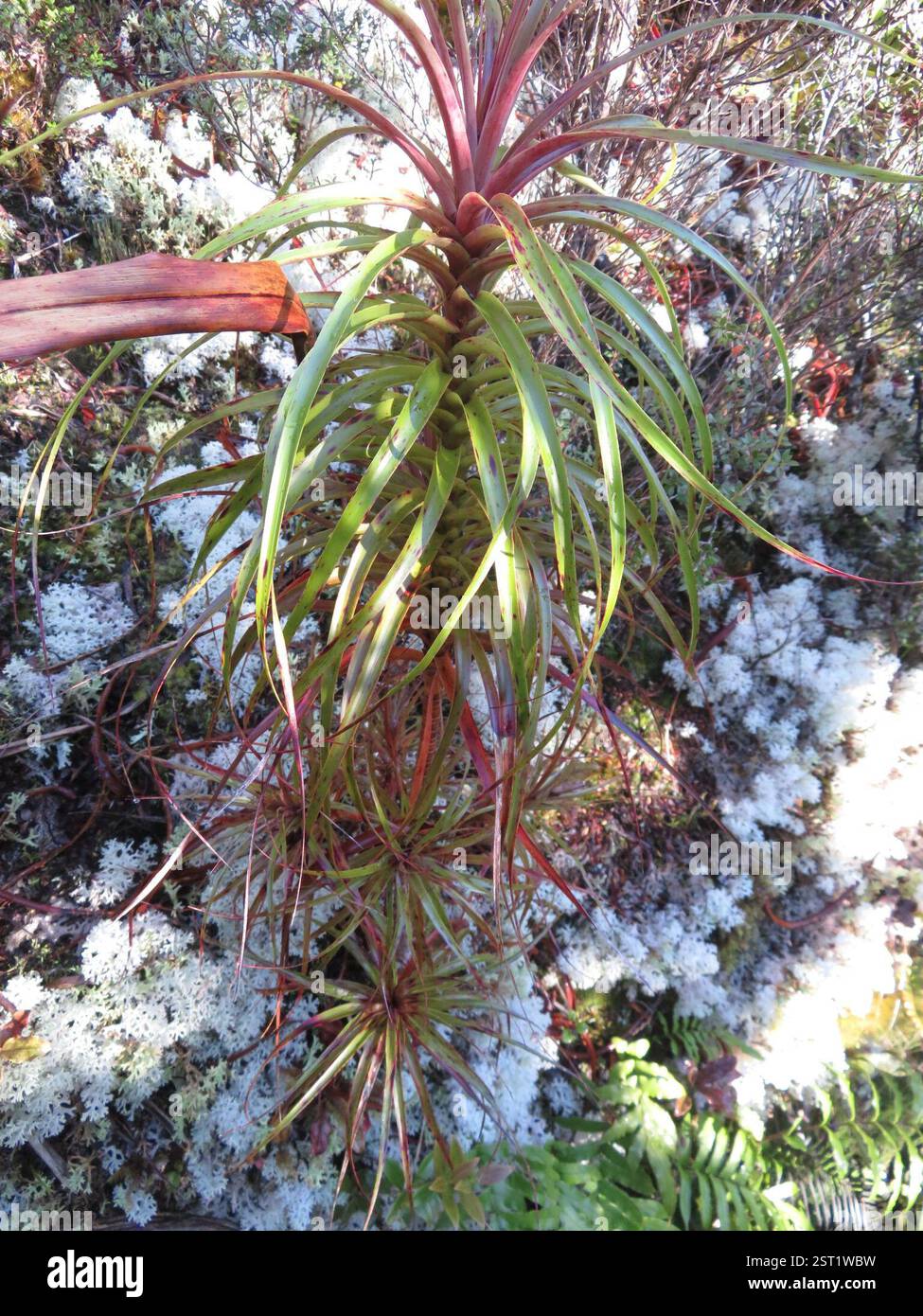 mountain neinei (Dracophyllum traversii), Plantae, 7073, New Zealand ...